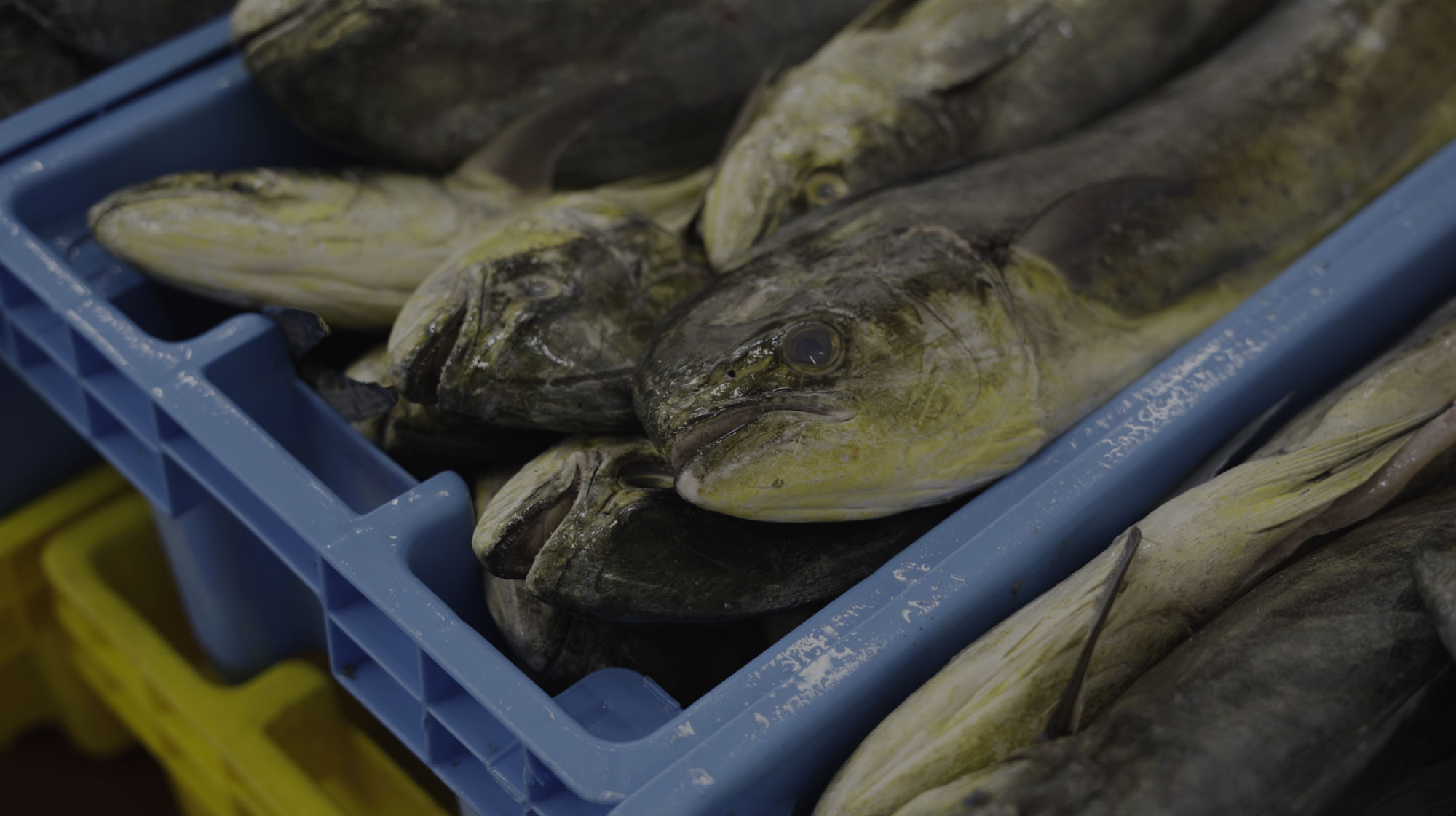 Proyecto de Mejoramiento Pesquero del Perico en Perú | Coinrefri SRL